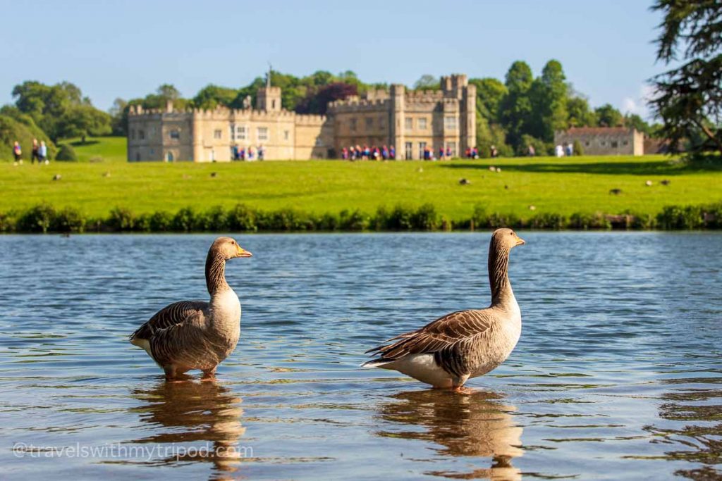 Visiting Leeds Castle - Review and Tips | Travels With My Tripod