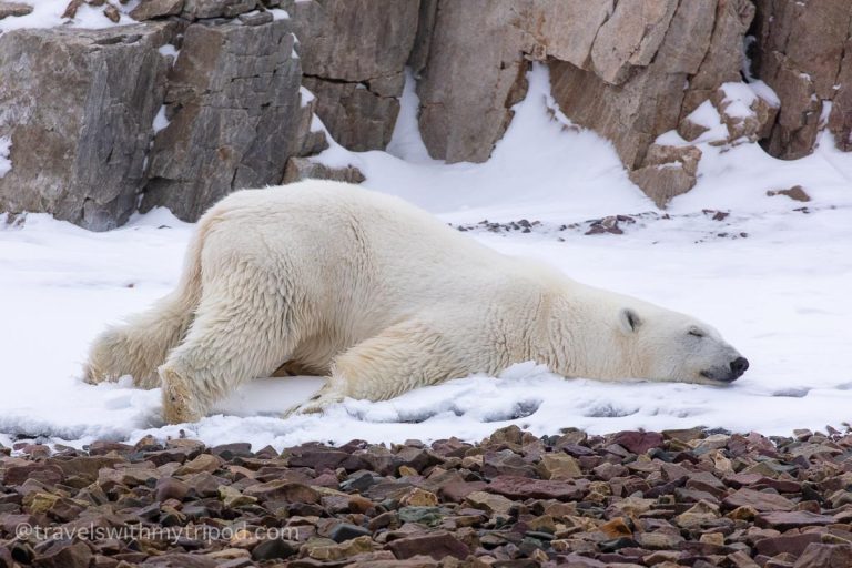 Exploring the Wilderness of Svalbard - Kingdom of the Polar Bear ...