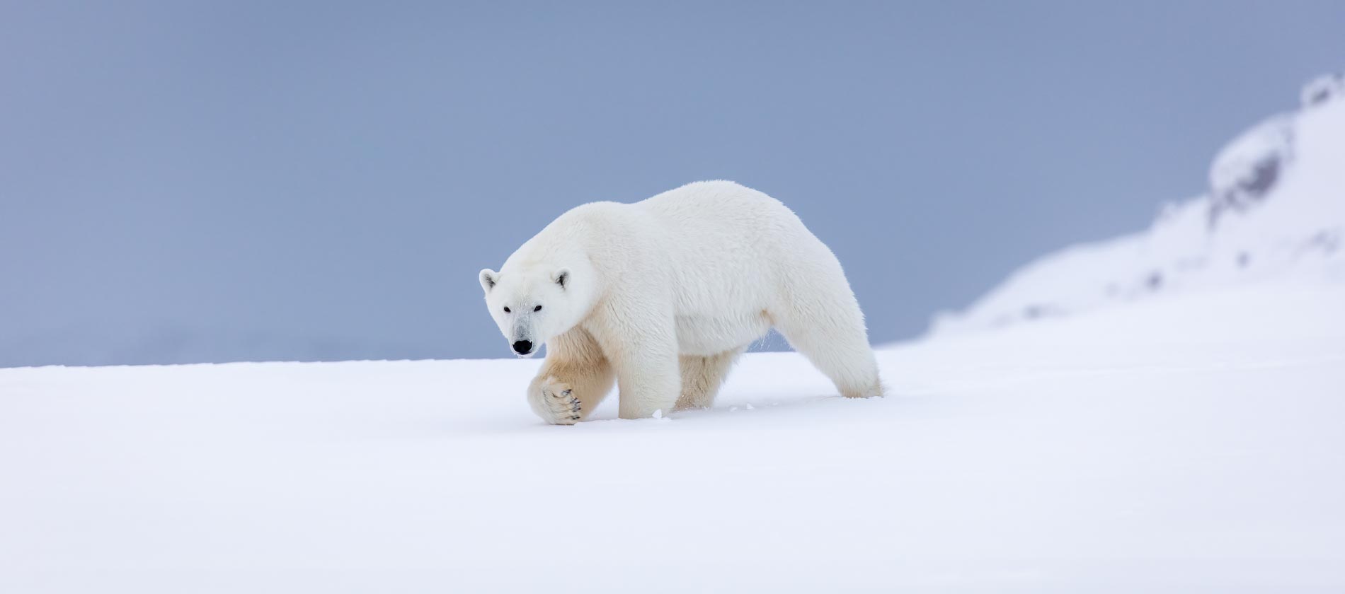 Exploring the Wilderness of Svalbard - Kingdom of the Polar Bear ...